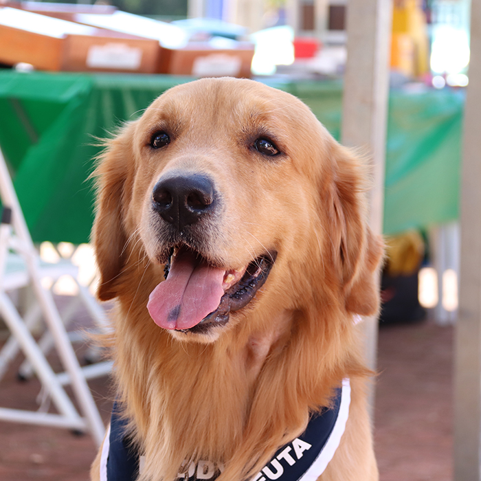 Pet Place Campolim Agenda Sorocaba Pet Place Campolim Agenda Sorocaba