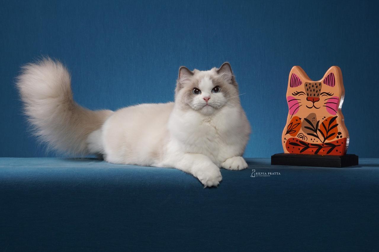 Expo Gatos - # Eventos | Agenda Sorocaba